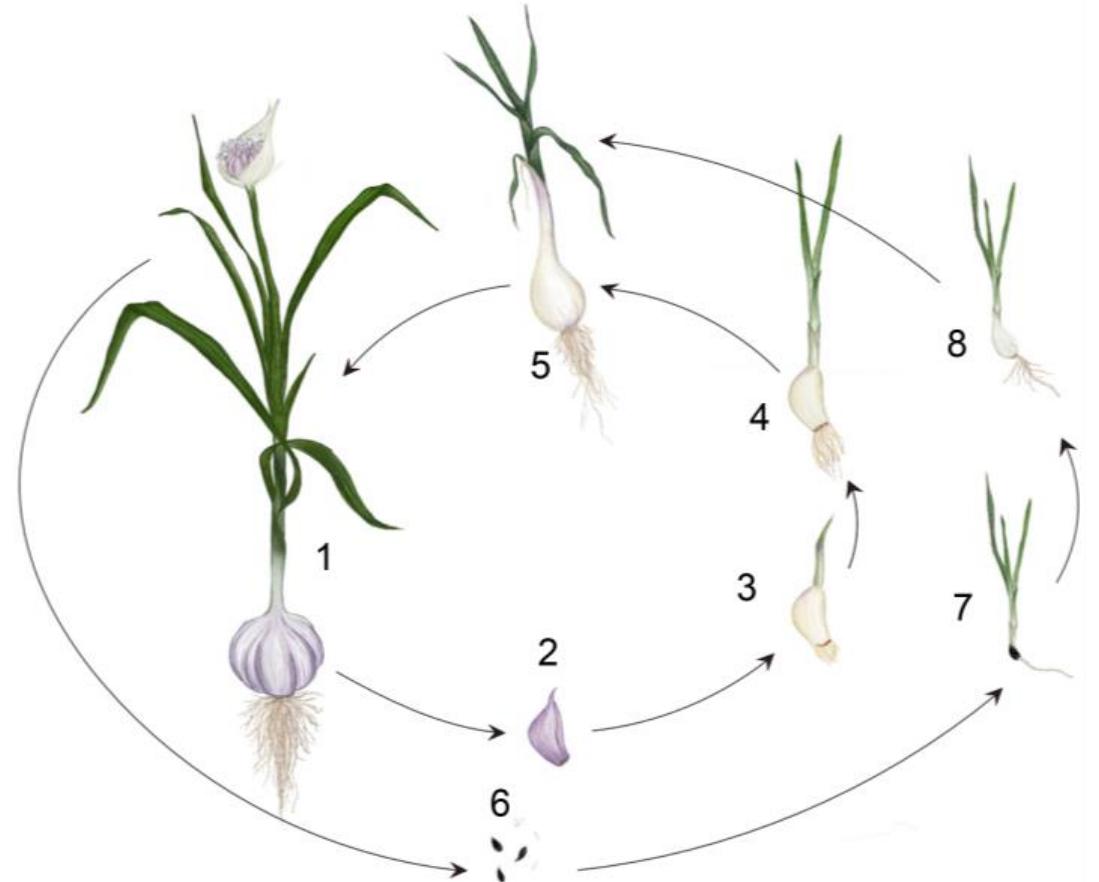 ‘igure 1. life cycle of a garlic plant showing the different