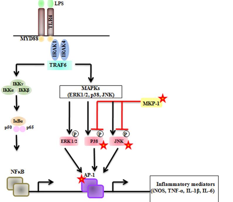 A working model of the mechanism of inhibition of genkwanin.