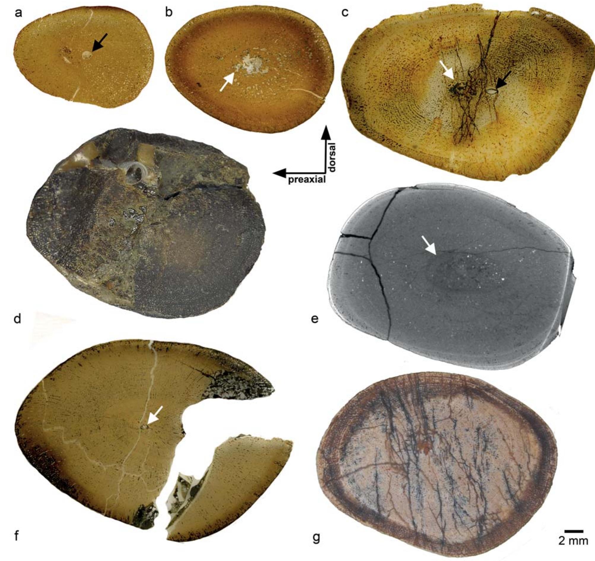 Midshaft cross sections of humeri of horaffia kugleri gen.