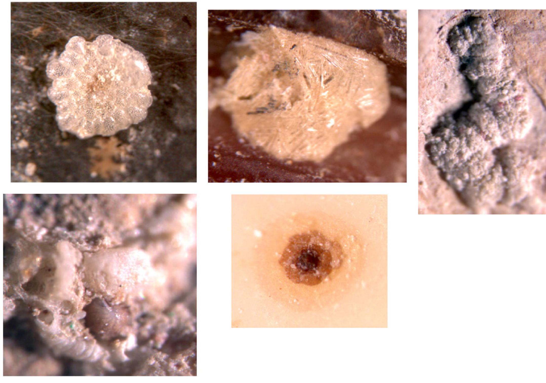 Plate v. photomicrographs of common foraminifera below 73 m,