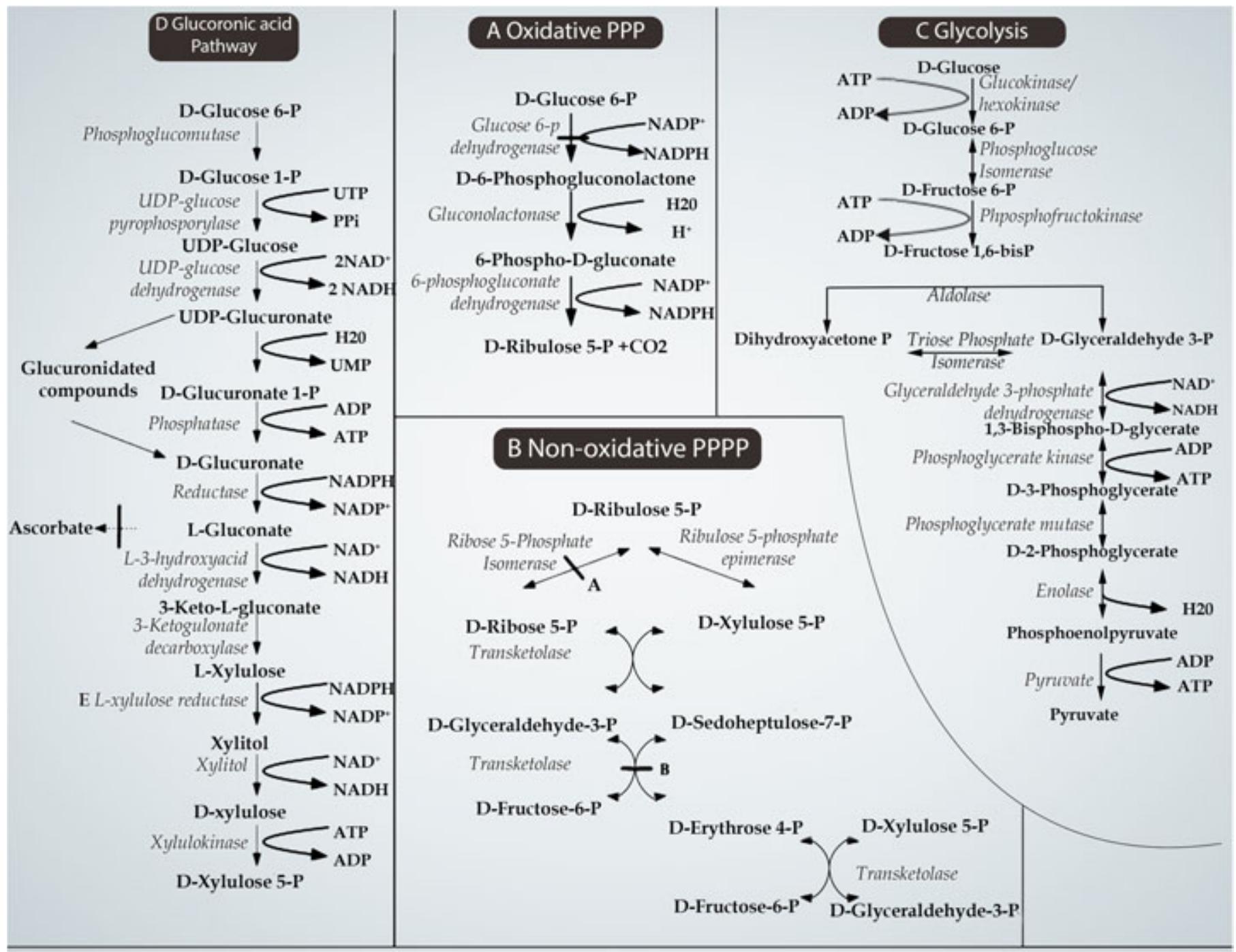 _ diagrammatic representation of hmp shunt, glycolysis and