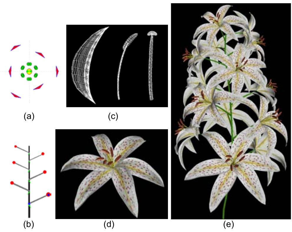 Lily model. the structural information is given as a floral