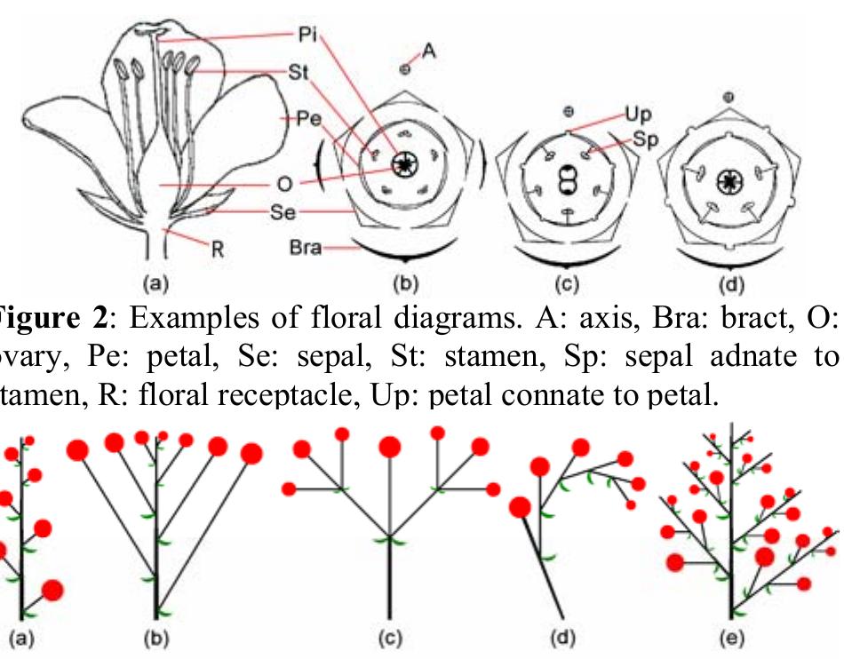 Figure 3 - Floral diagrams and inflorescences