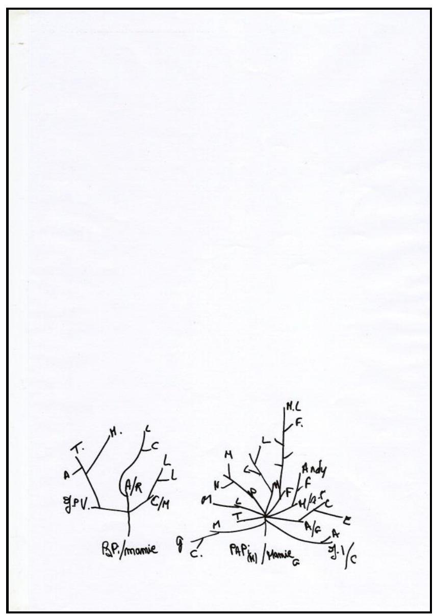 Drawing of family tree the family tree drawing shows a