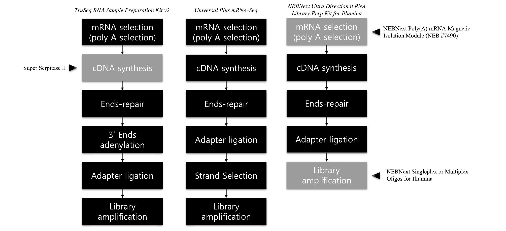 The common steps for a library construction are mrna