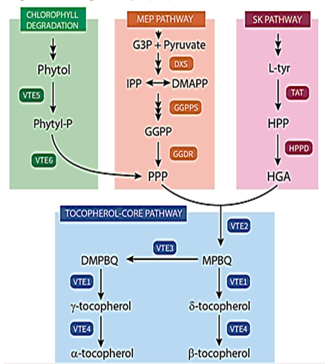 Tocopherol biosynthesis route in plants is depicted