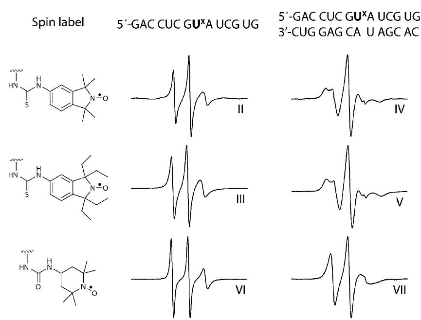 Epr spectra of the spin-labeled oligonucleotides at 10 °c