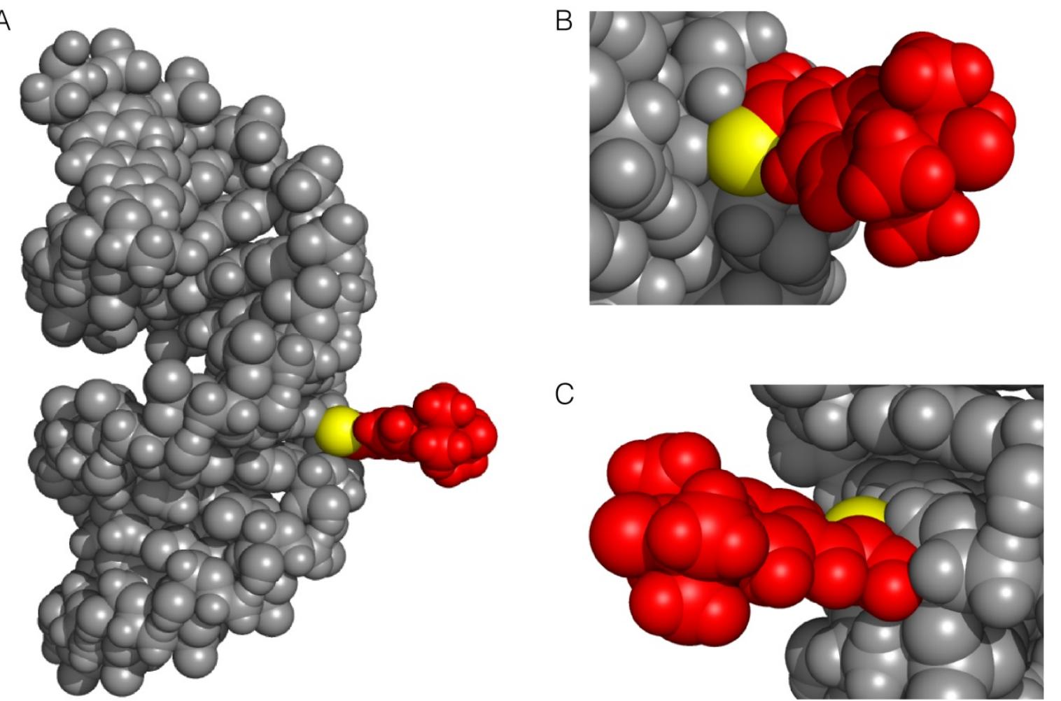 S8. molecular model of the rna duplex iv (grey) shown in