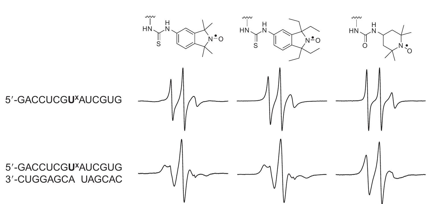 Epr spectra of the spin-labeled oligonucleotides at 10 °c