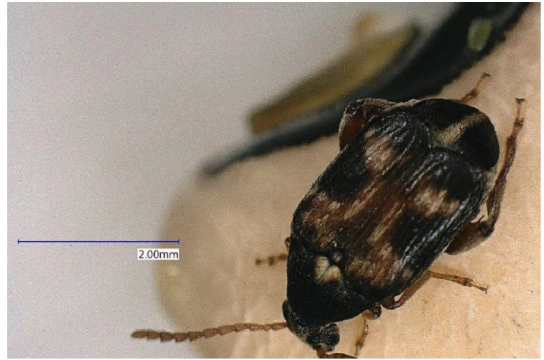 Figure 6 - from Cowpea weevil, Callosobruchus maculatus