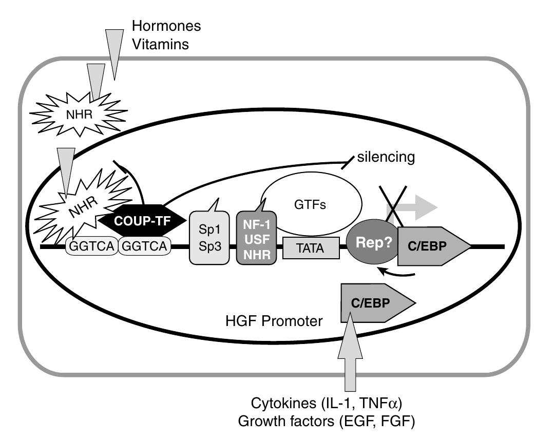(PDF) Hepatocyte growth factor