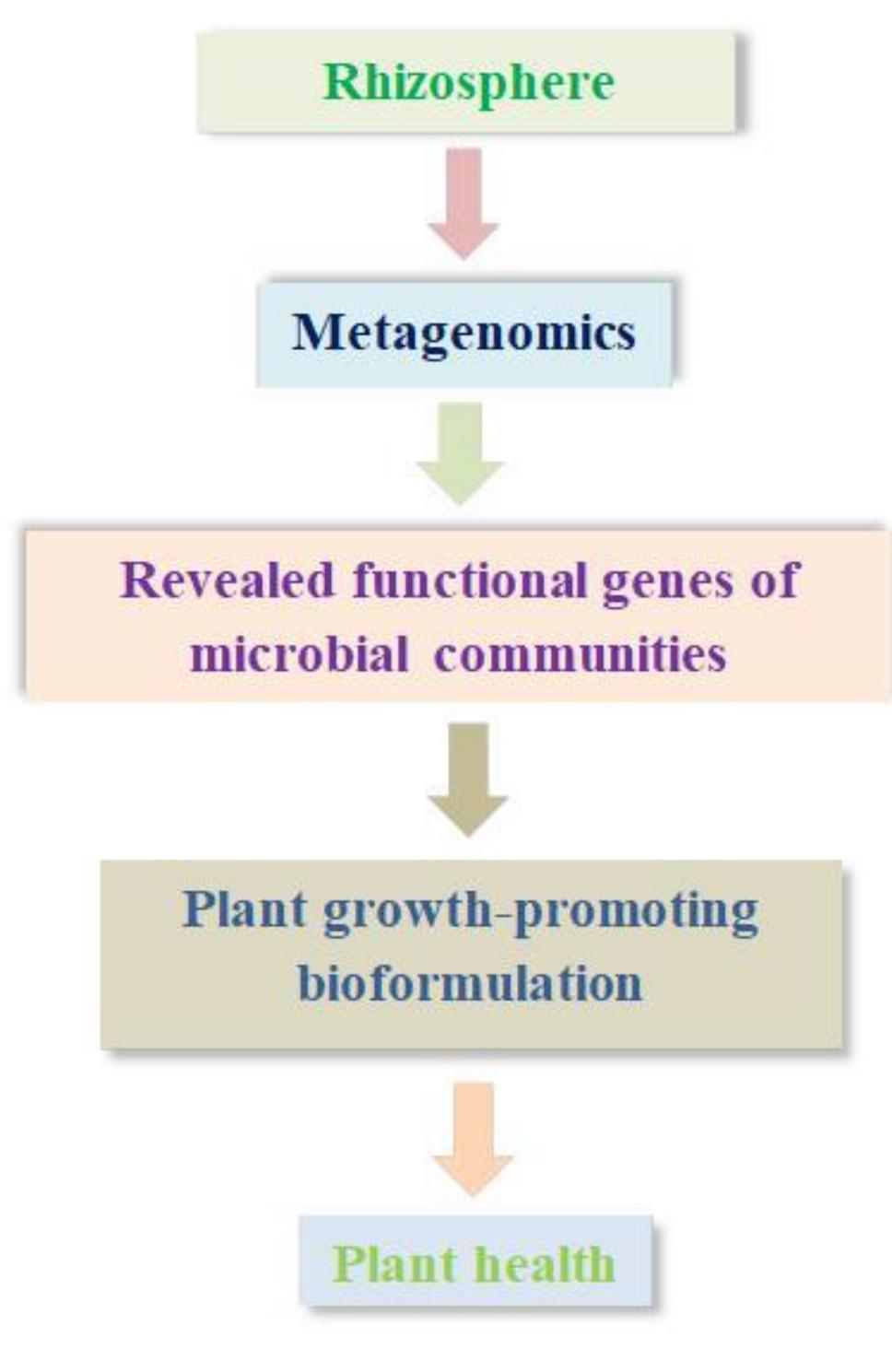 Flowchart displaying the metagenomics studies of rhizosphere