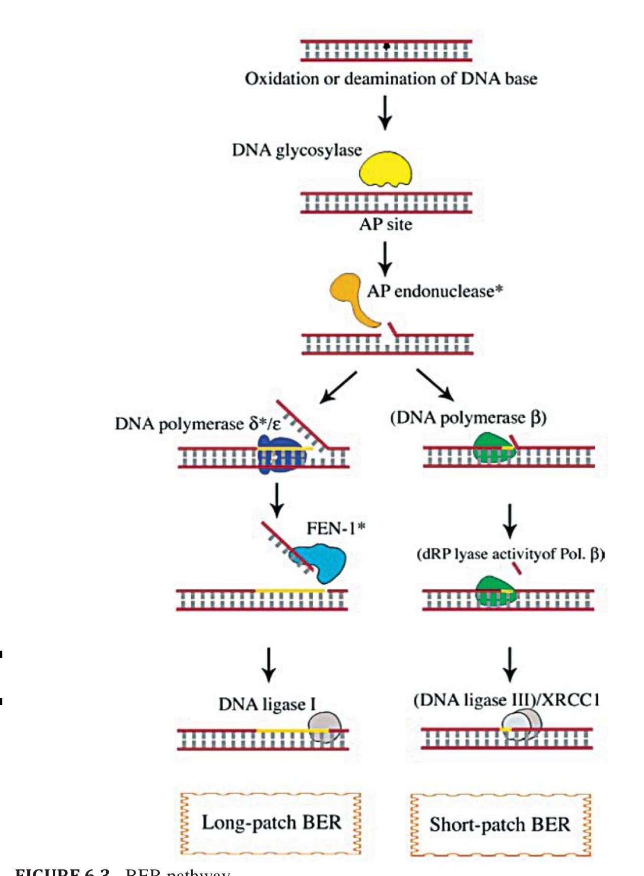 Source: adapted from kimura and sagakuchi (2006).