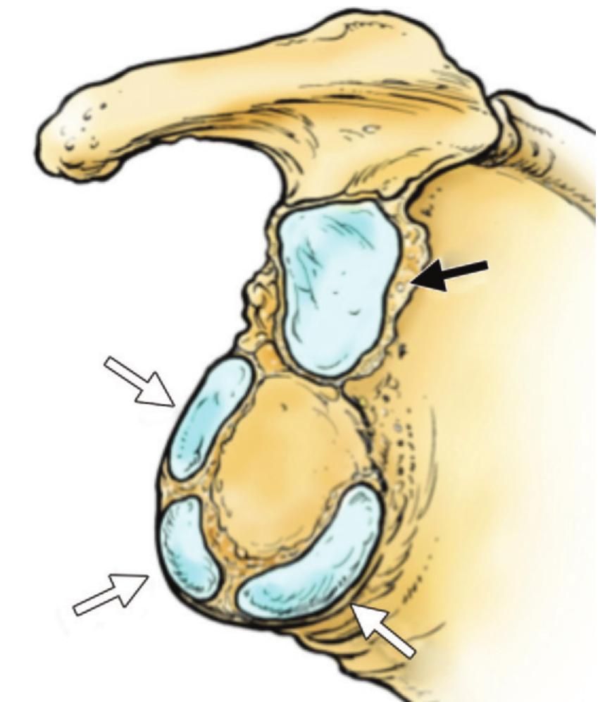 (PDF) Normal Skeletal Maturation and Imaging Pitfalls in the Pediatric ...