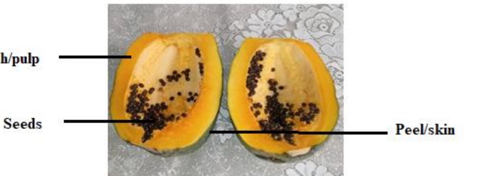 |.labelled diagram of ripped pawpaw fruit mulg, vlas cl ul.,