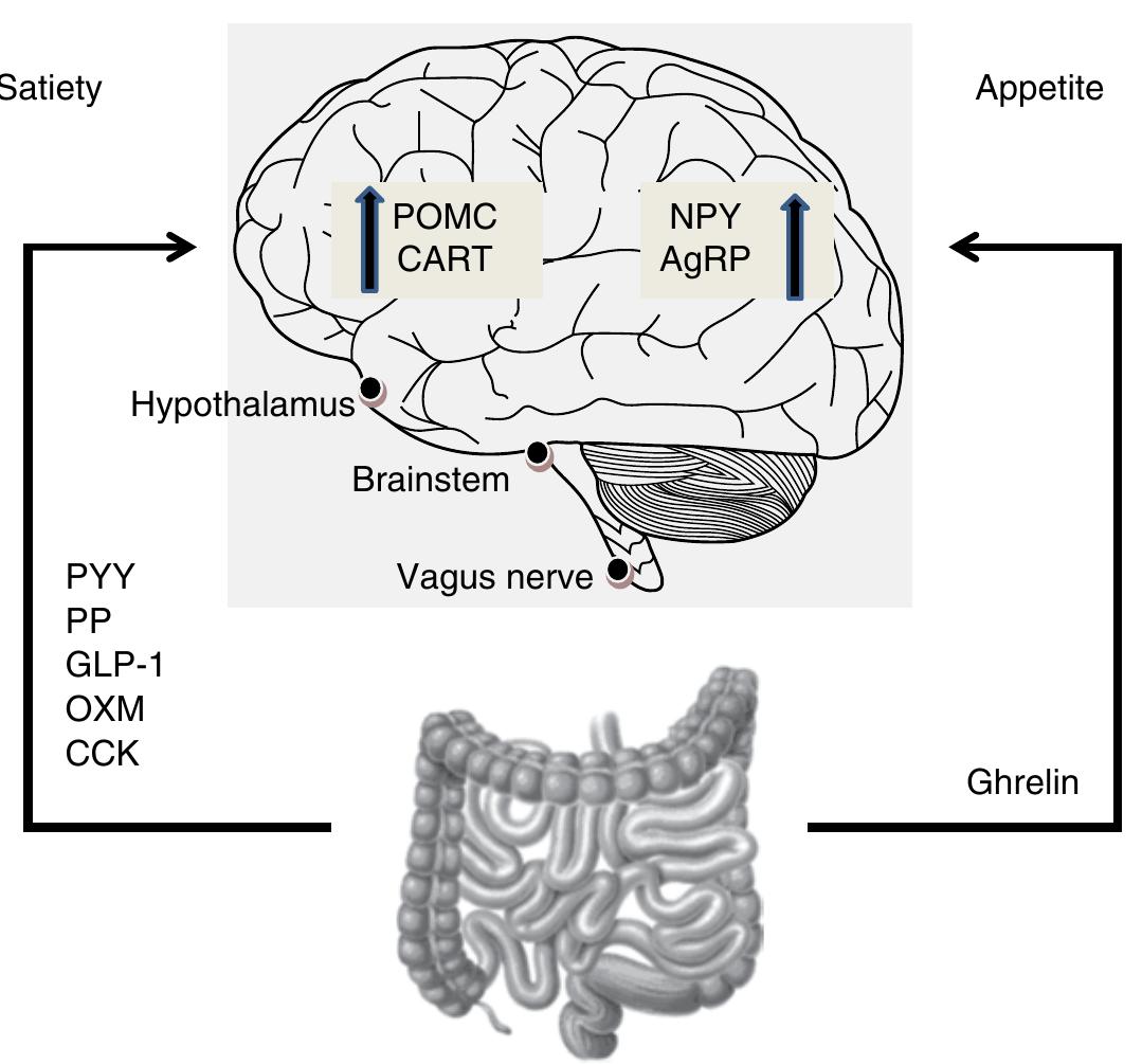 9.1 mechanism of gut hormone action. hormones released from