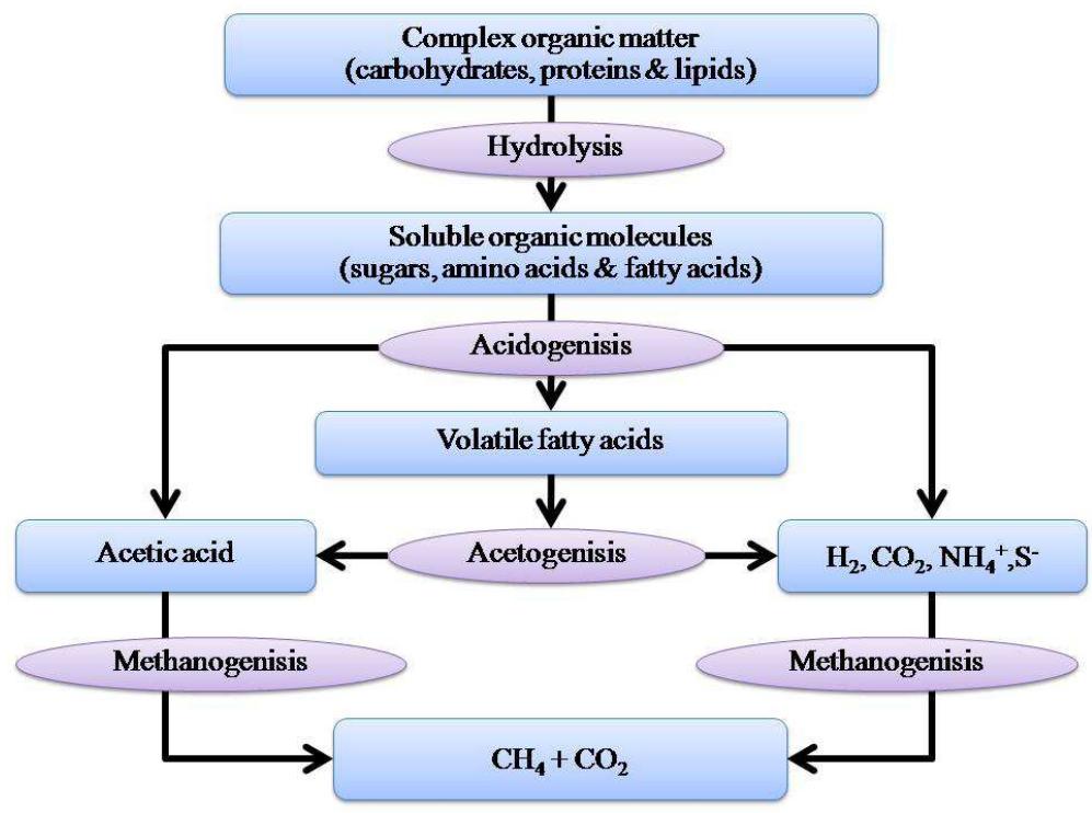Stages of anaerobic digestion (methane fermentation process)