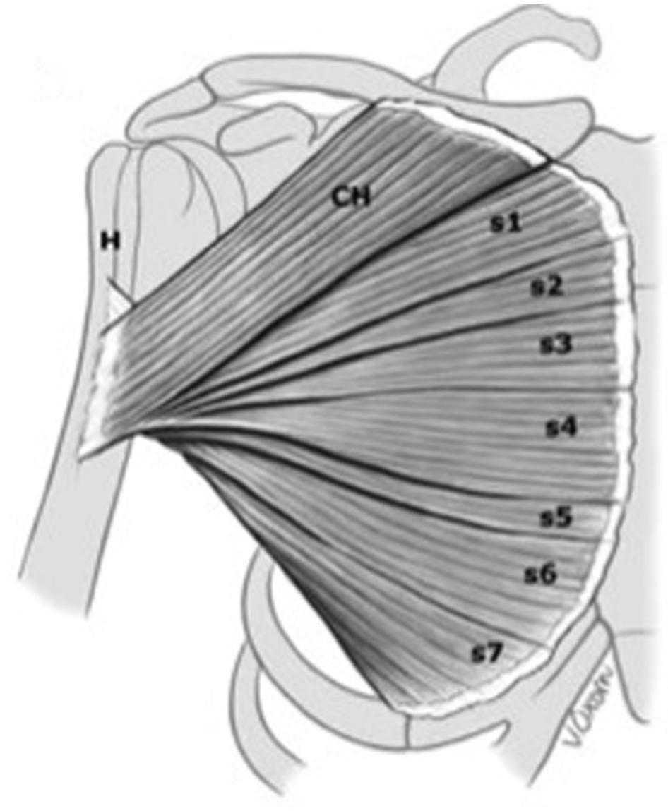 Schematic diagram of the pectoralis major’s segmental
