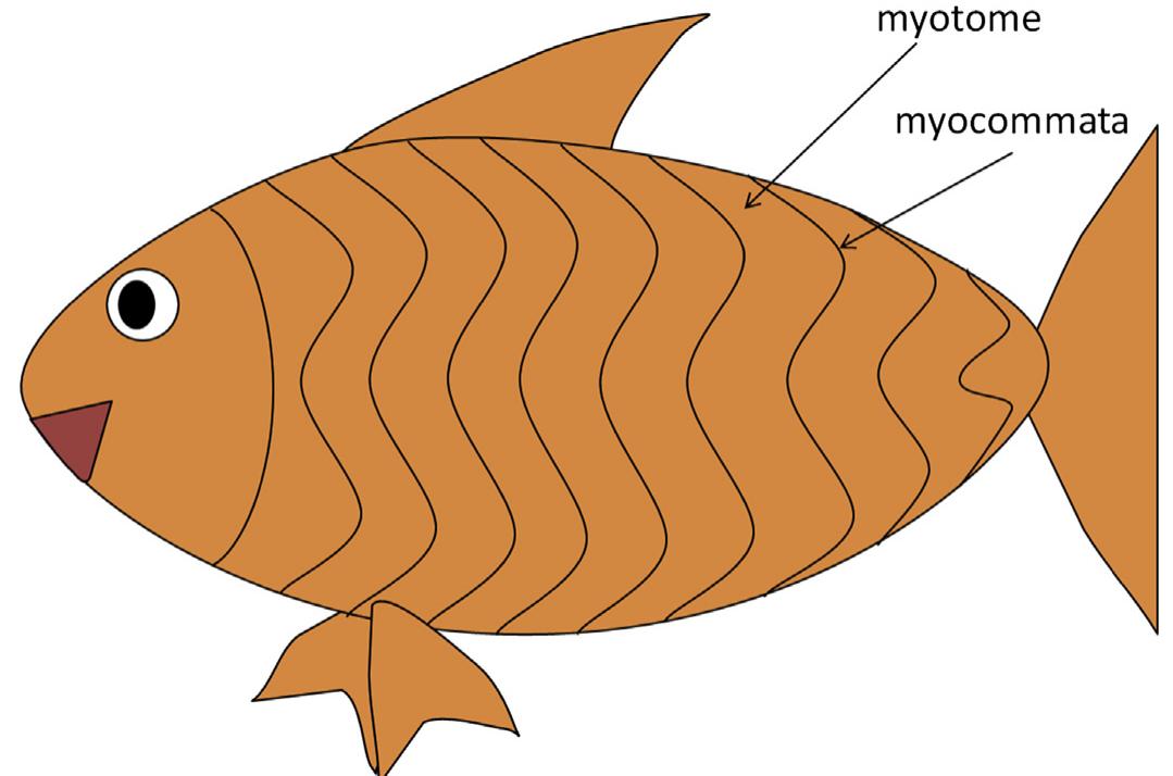 Schematic drawing of fish muscle displaying the orientation