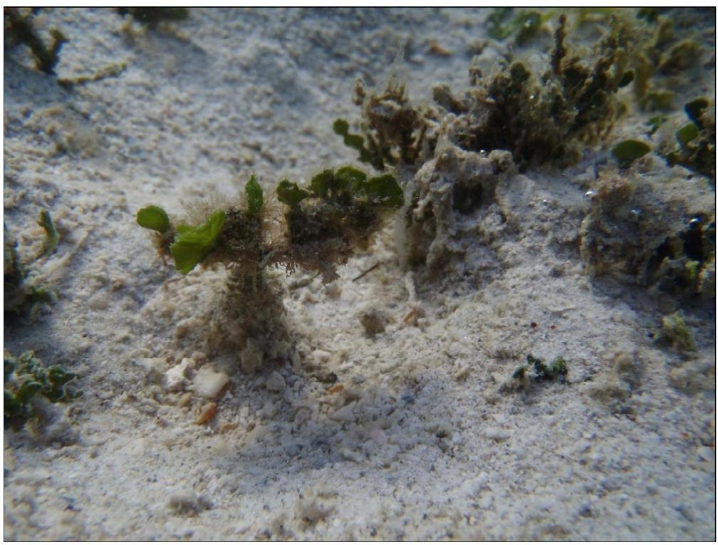 (PDF) High localised diversity of Halimeda (Chlorophyta: Bryopsidales ...