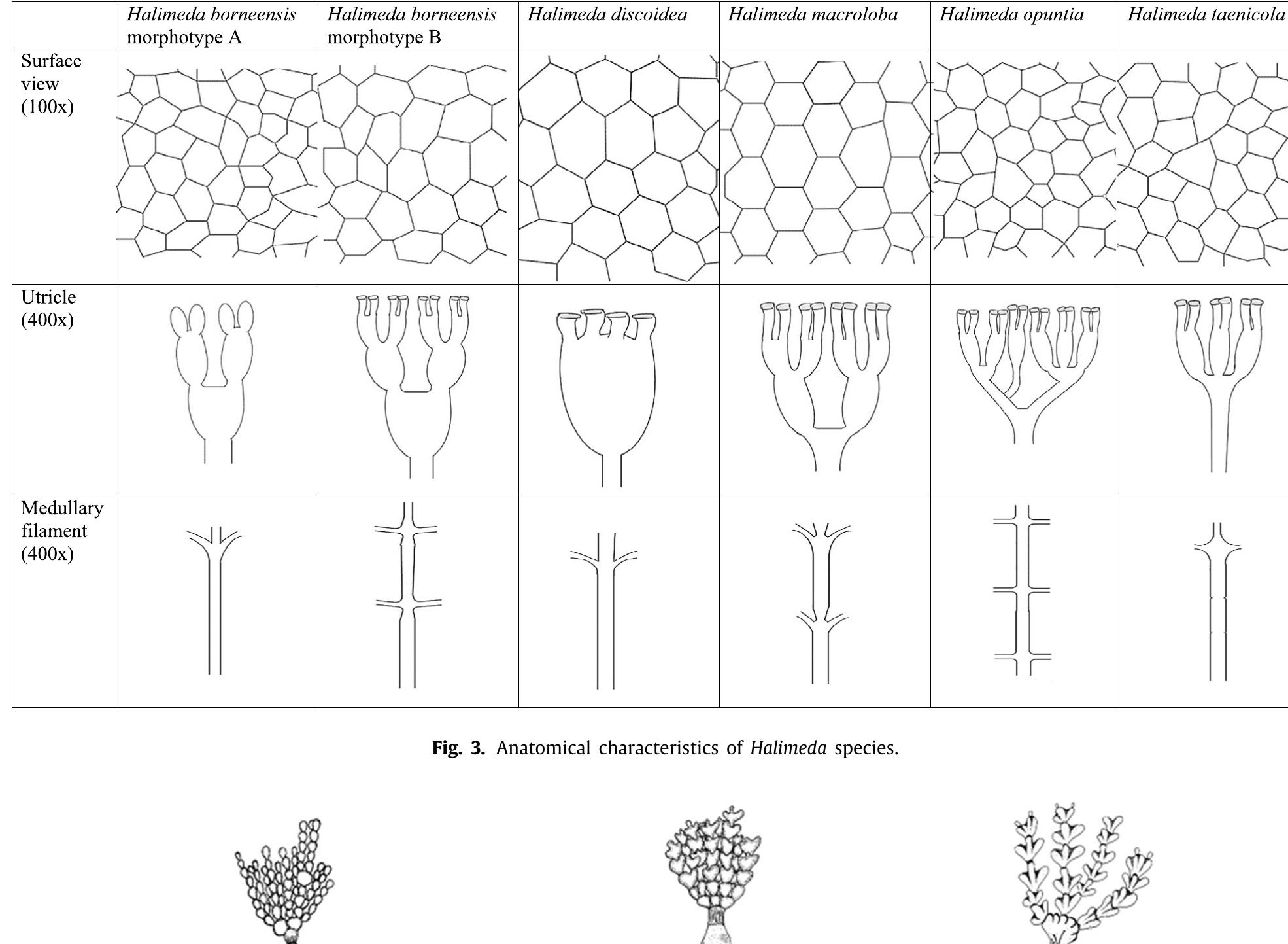 (PDF) High localised diversity of Halimeda (Chlorophyta: Bryopsidales ...