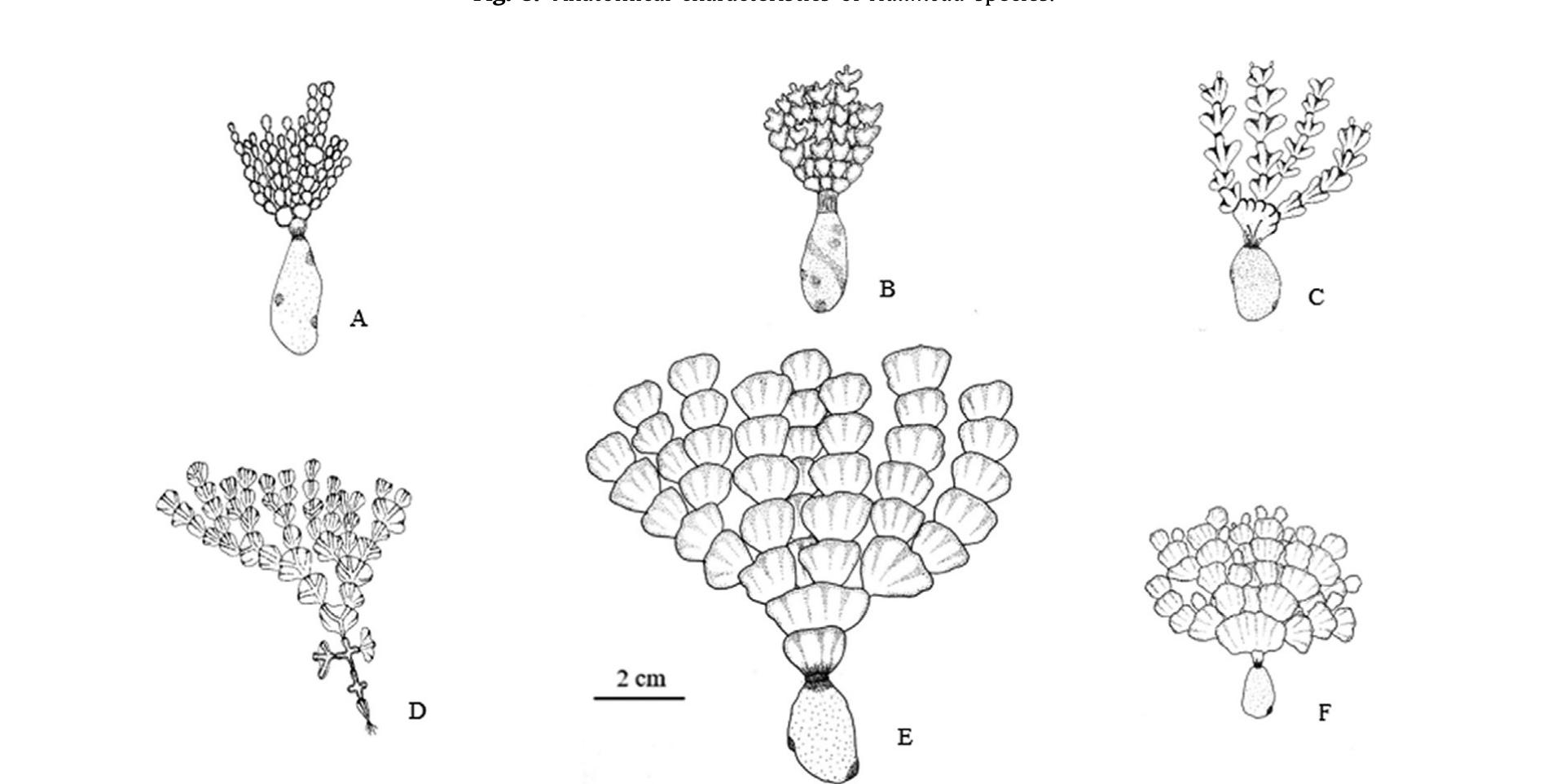 (PDF) High localised diversity of Halimeda (Chlorophyta: Bryopsidales ...