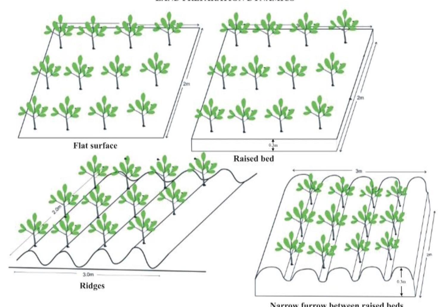 Plate 2: planting methods layout and dimension (a) flat