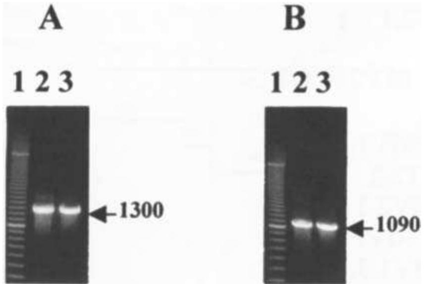 Pcr amplification of the ssu rrna gene and its-1 region