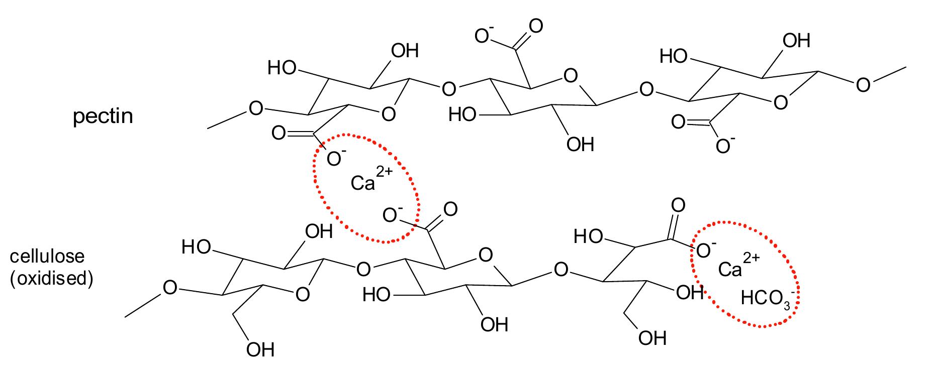 Proposed model structure for sorption of pectin on