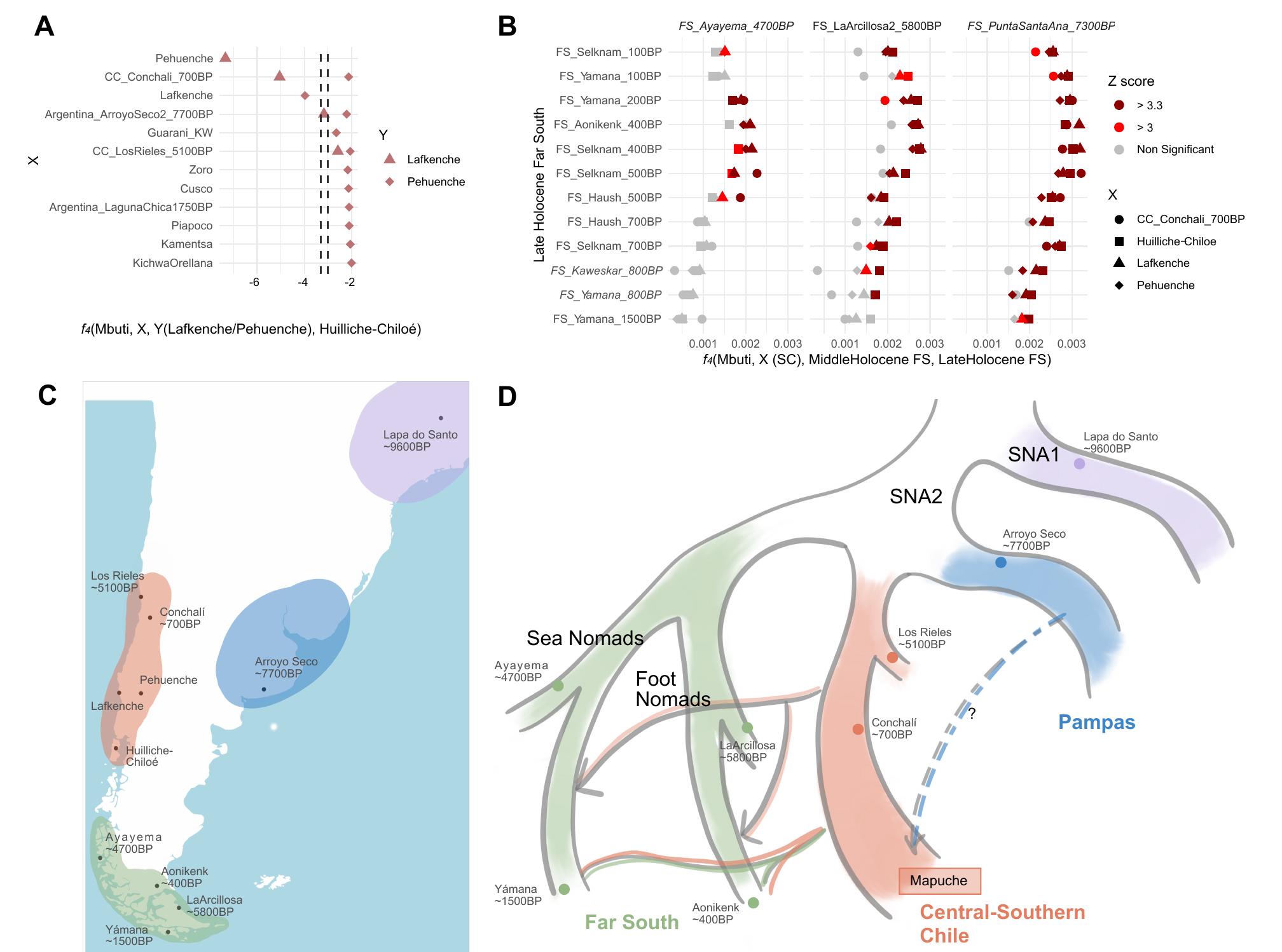 Population history of the southern cone. (a) f4 tests