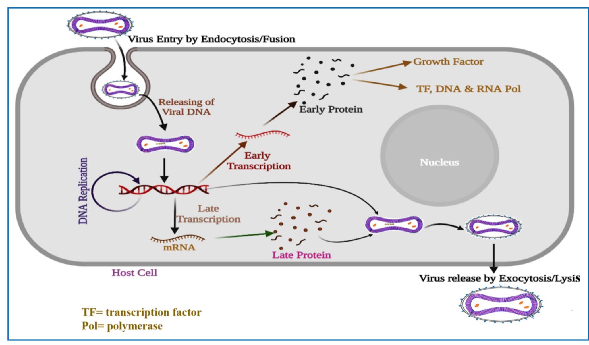 Life cycle of mpox in host cell mpox is a zoonotic virus