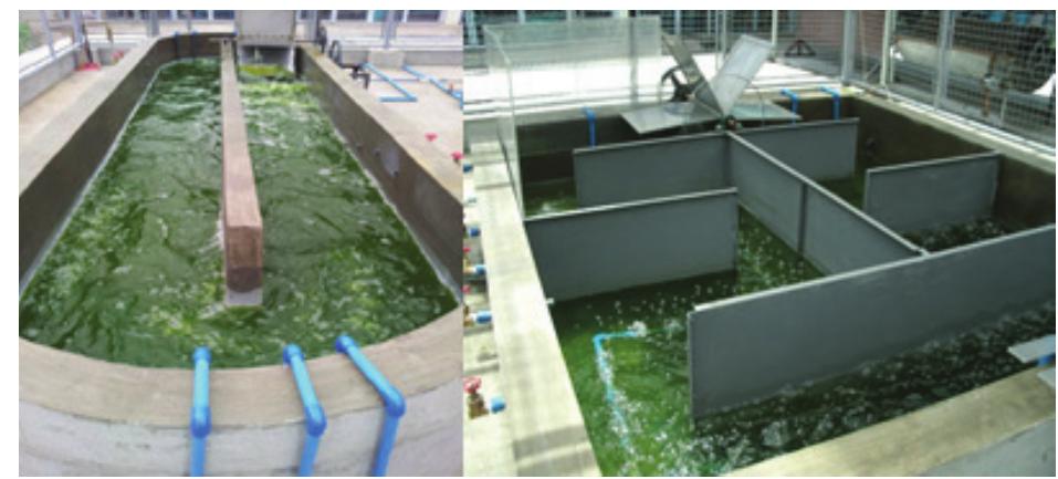 Inoculated c. vulgaris culture in the open raceway ponds