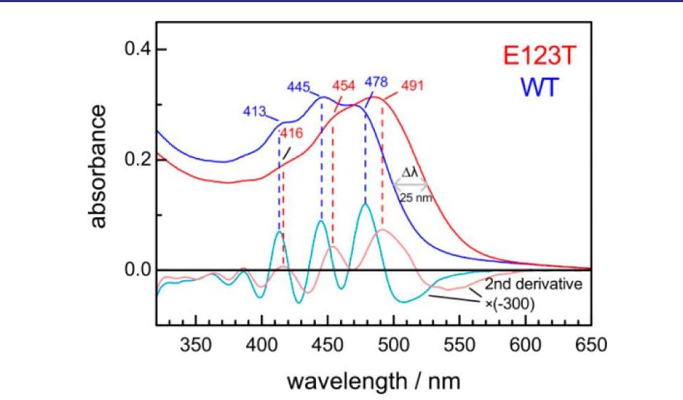 Uv/vis spectra of wild-type chr2 (wt, blue lines) and the