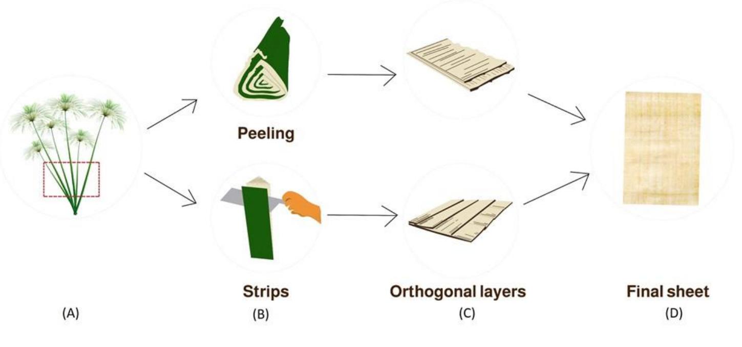 A schematic showing two methods of making papyrus. (a)