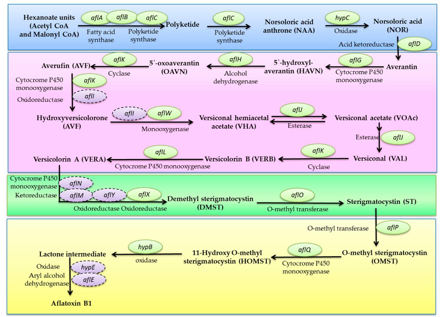 Aspergillus spp. aflatoxin b1 biosynthesis pathway and the