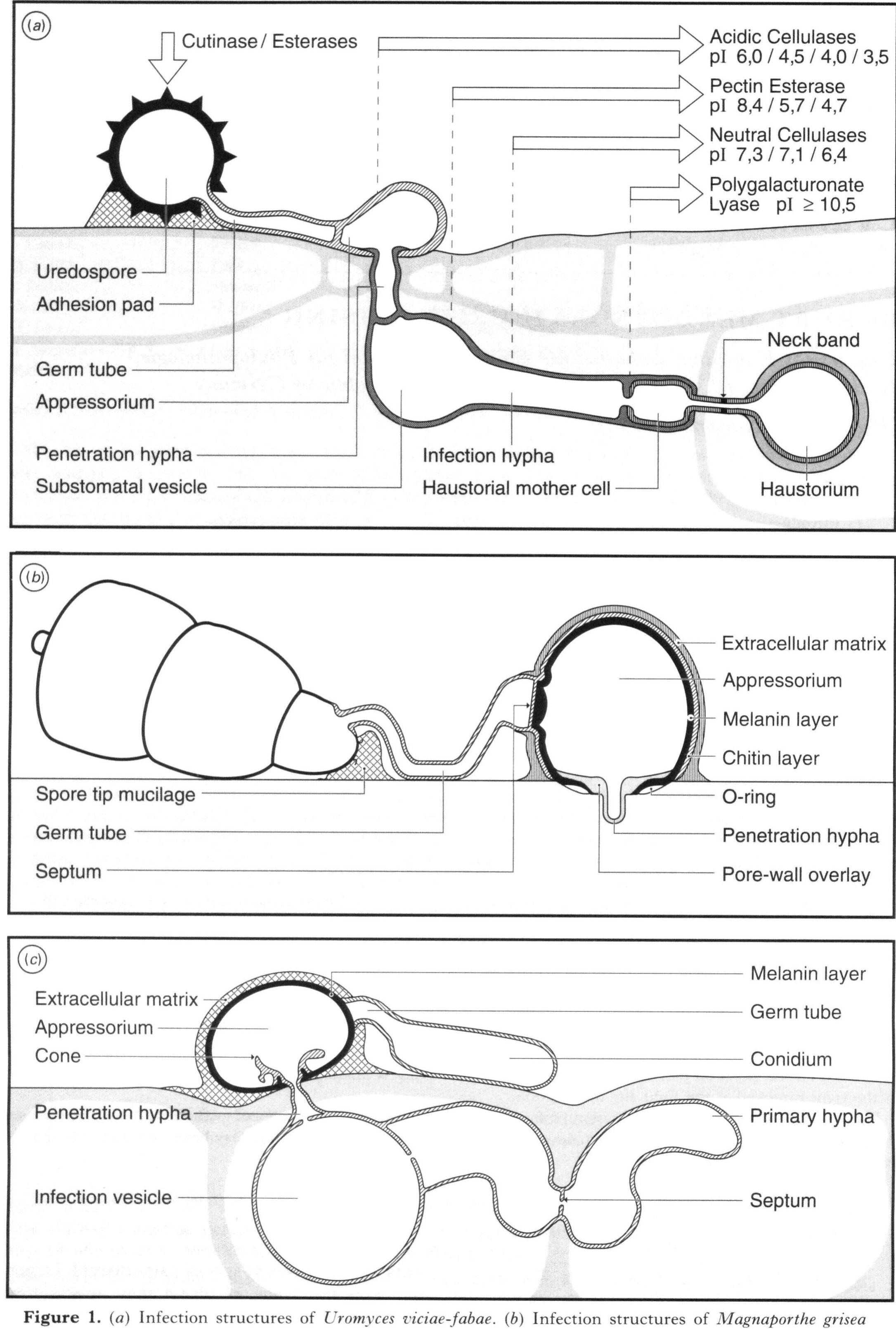 Figure 1 - Infection structures of fungal plant pathogens