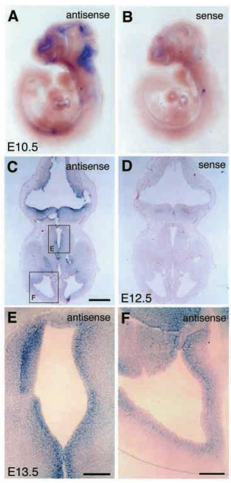 Integrin b8 is expressed in periventricular cells of the