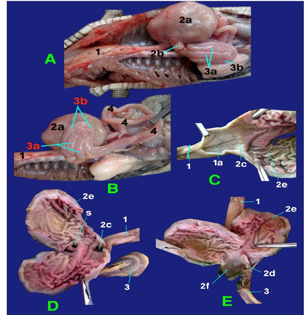 Photograph showing structures of esophagus and stomach.