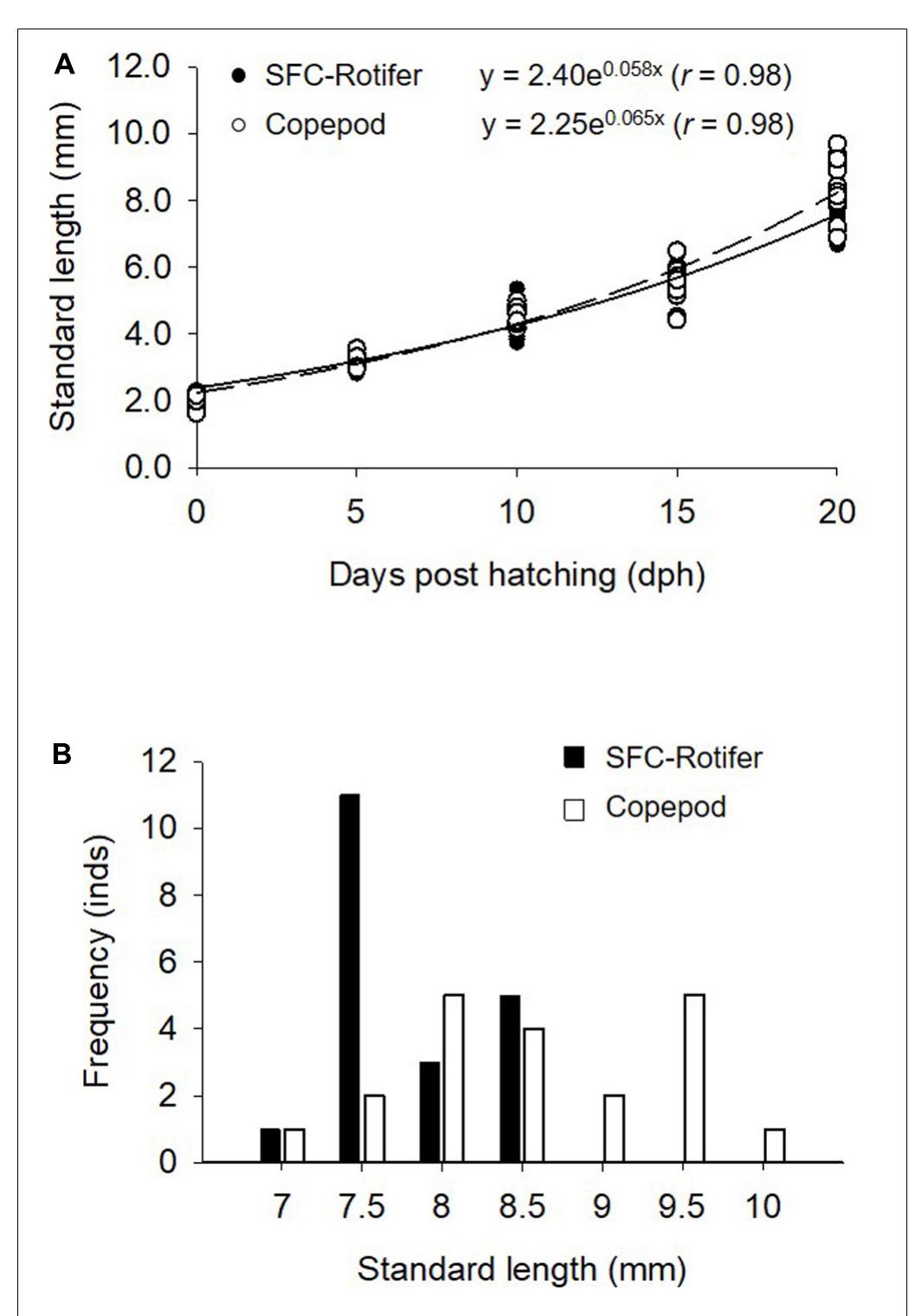 | growth curve for pagrus major larvae reared under
