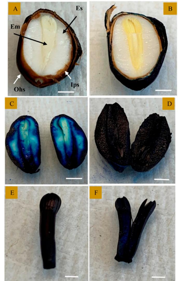Figure 4 - Factors Affecting Seed Germination and Figure 4 - Factors Affecting Seed Germination and