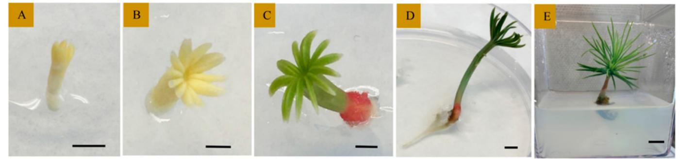 Anaked embryo germination process in vitro of sugar pine.