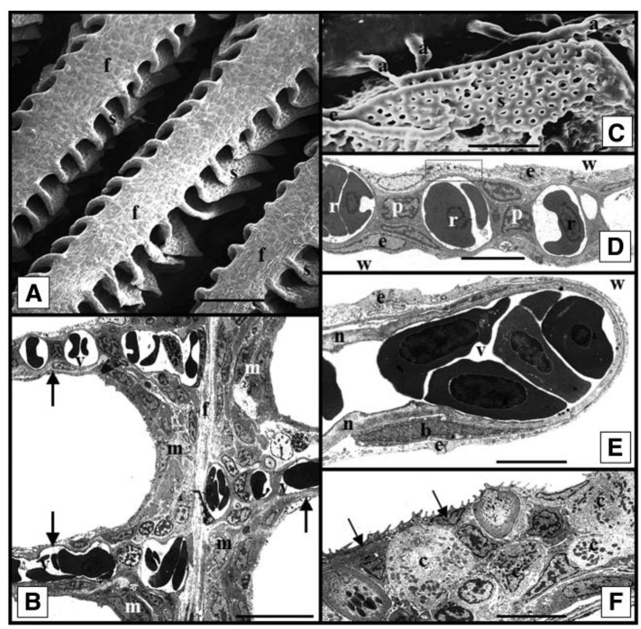 Figure 7 - from Thin and Strong! The Bioengineering Dilemma