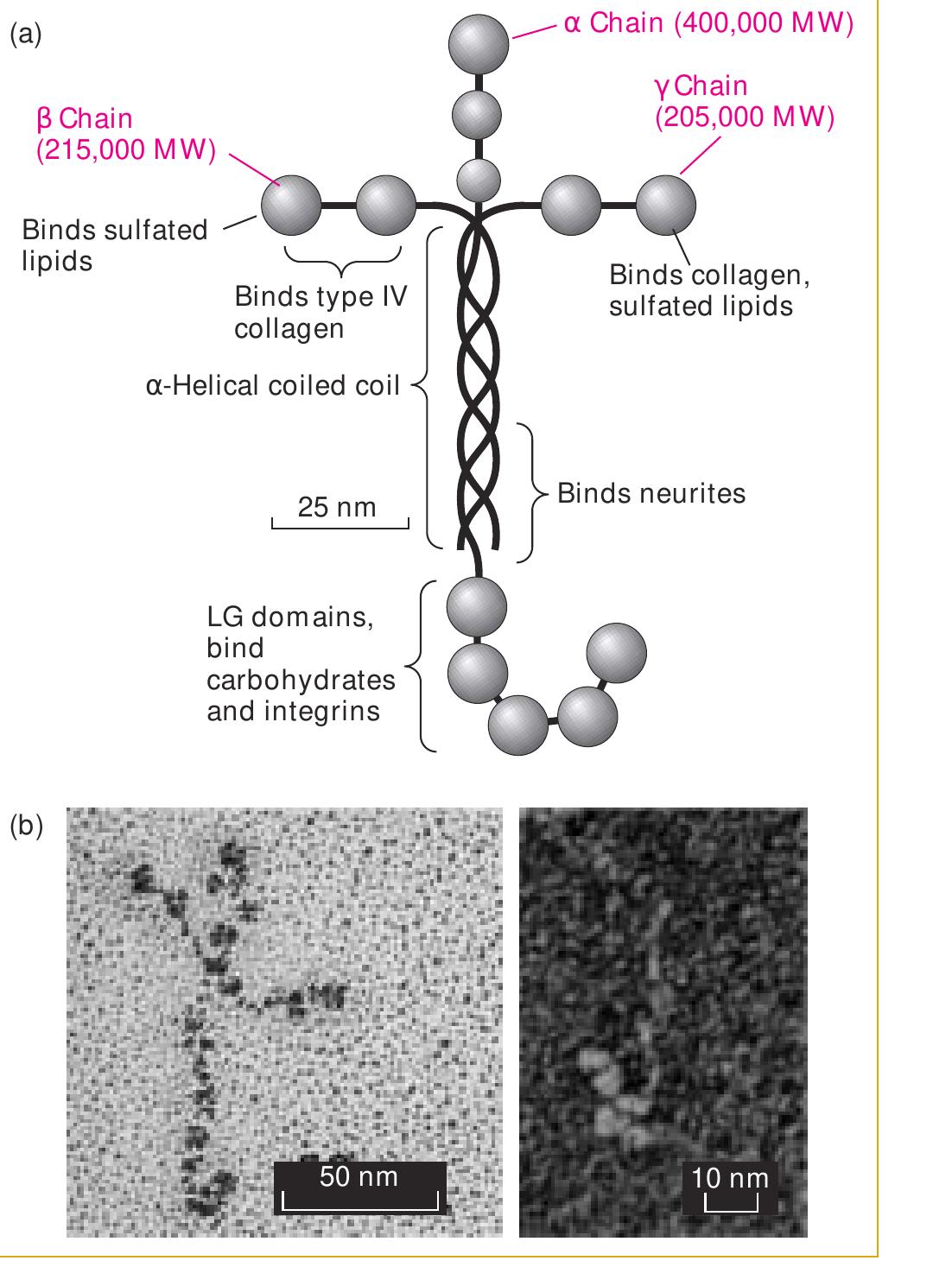 A figure 6-16 laminin, a heterotrimeric multiadhesive matrix