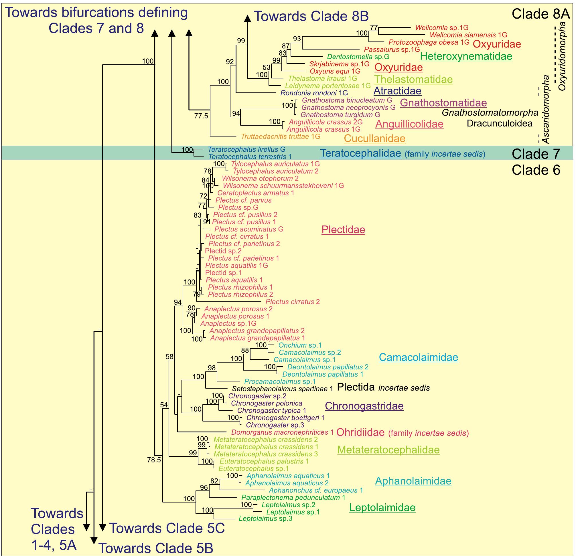 Figure 6 - A phylogenetic tree of nematodes based on about