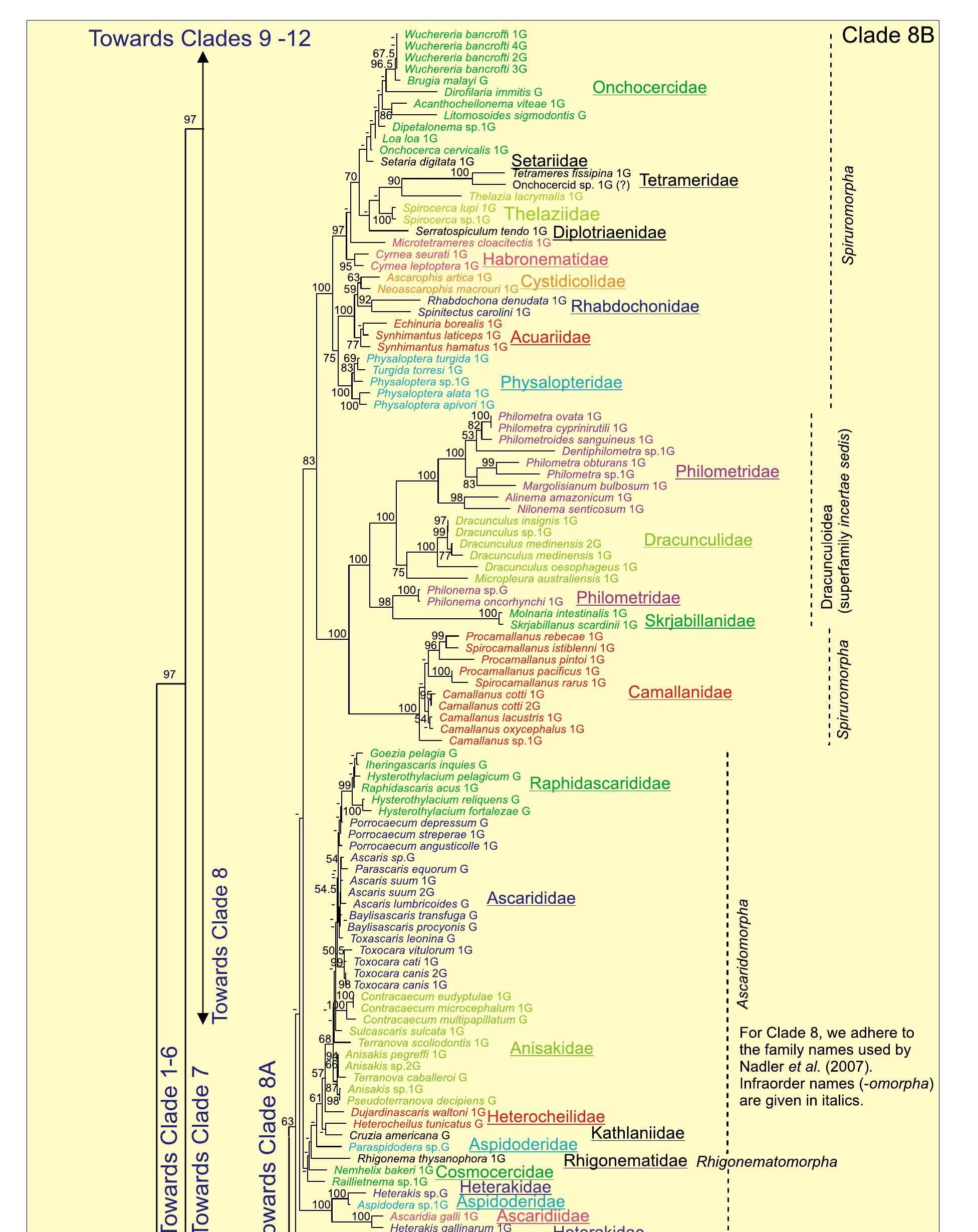 Figure 7 - A phylogenetic tree of nematodes based on about
