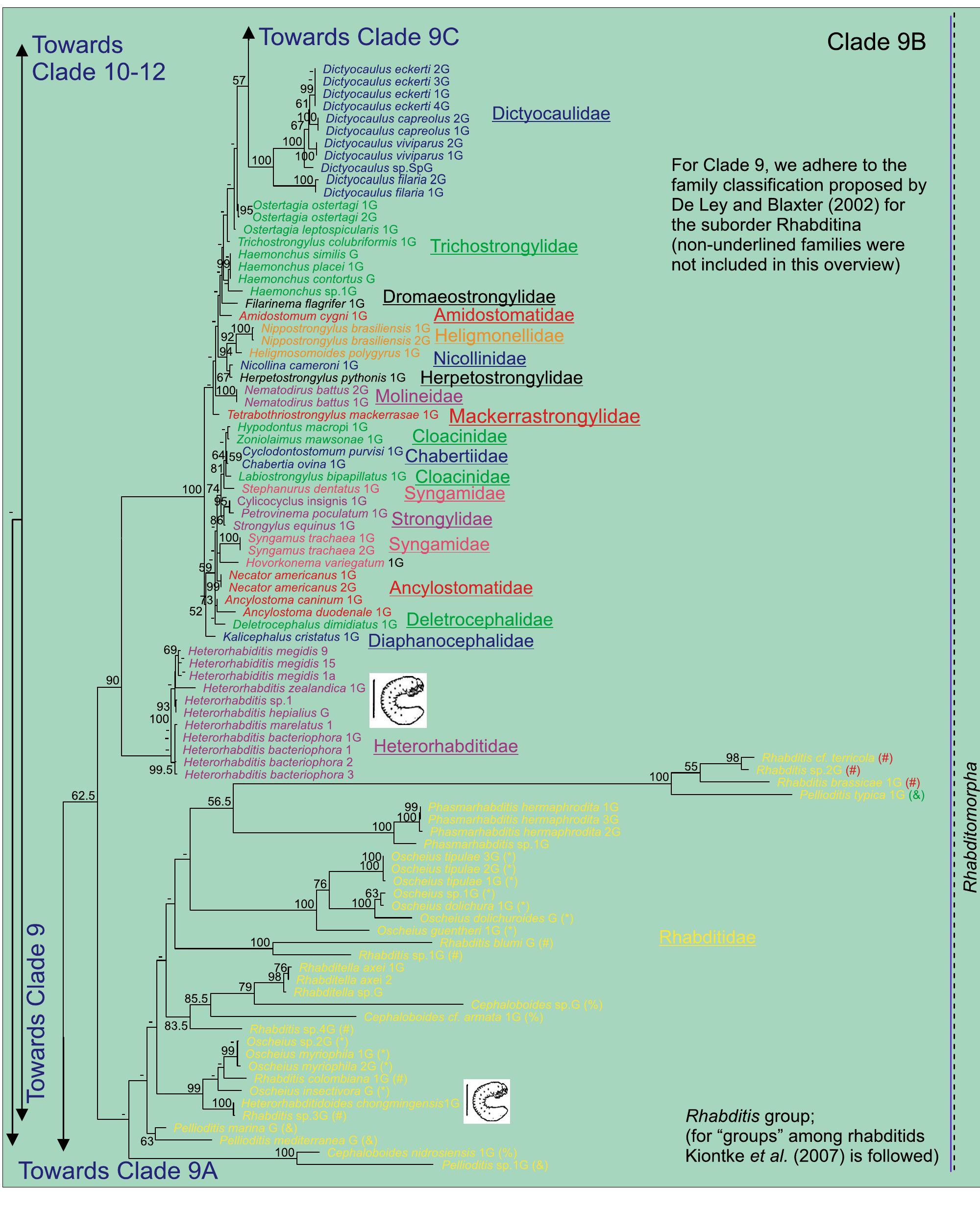 Figure 9 - A phylogenetic tree of nematodes based on about
