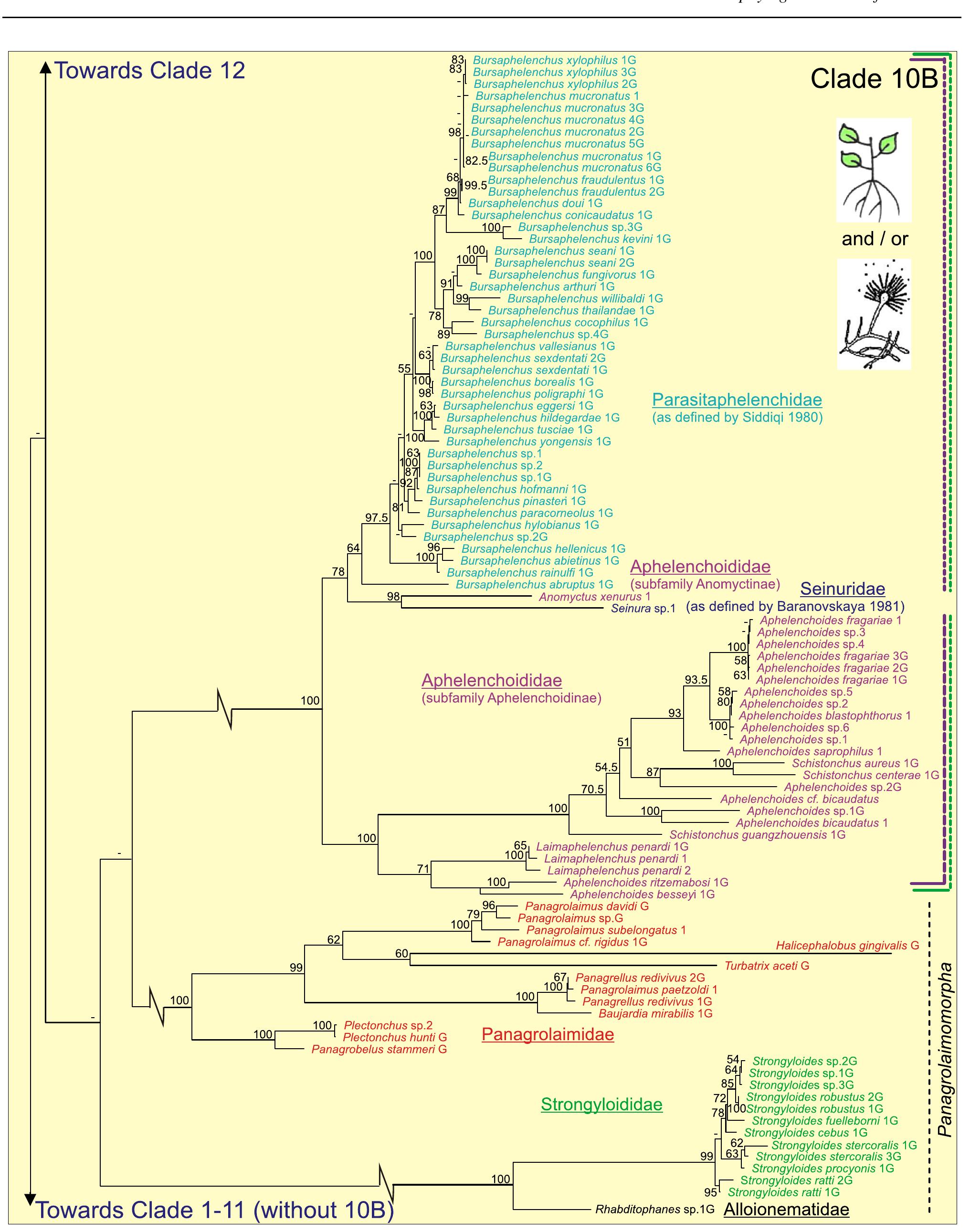 Figure 11 - A phylogenetic tree of nematodes based on about