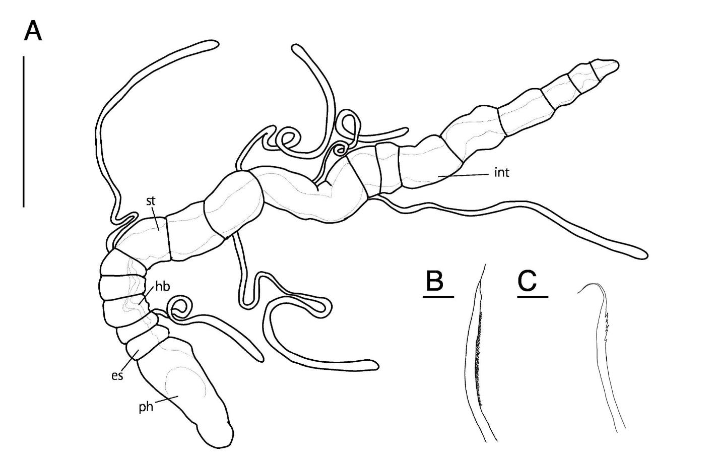 Raphidrilus misakiensis sp. nov. (nsmt-pol h-849) (a) whole
