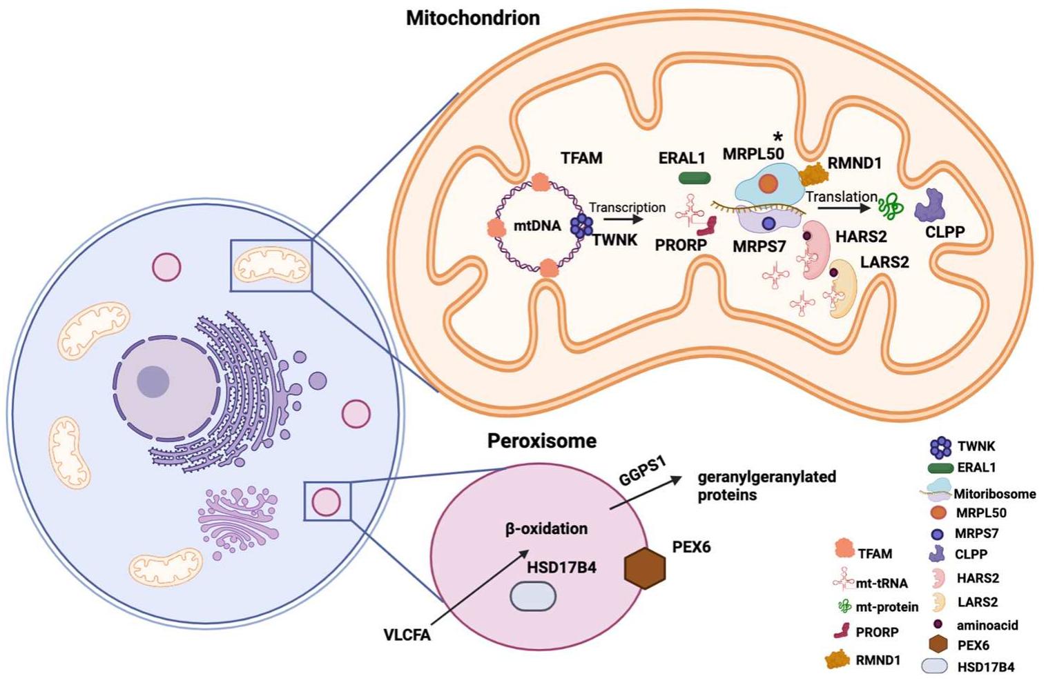 A schematic diagram illustrates proteins implicated in