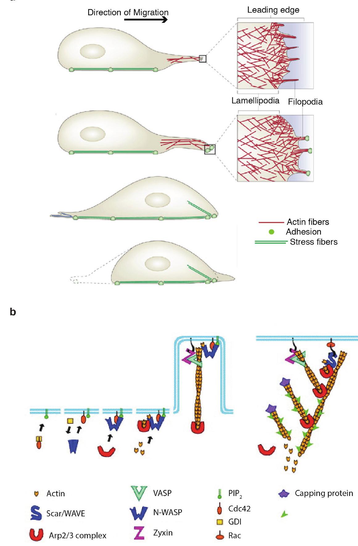 Mechanisms of single cell migration. (a) schematic